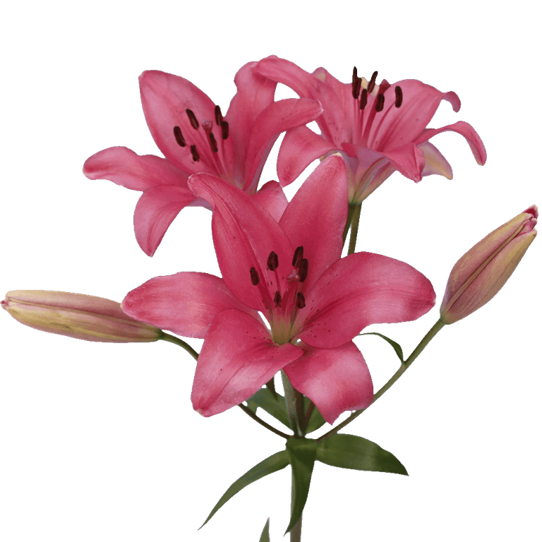 Transparent Pink Lily