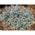 300 SILVERDUST DUSTY MILLER Cineraria maritima Flower Seeds - Walmart.com