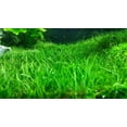 CZ Grain Aquarium Grass Seeds | 100+ Dwarf Grass Seeds | Green Carpet ...