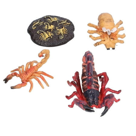 LYUMO Life Cycle of Scorpion Set,Scorpion Life Cycle Toys Kit ...