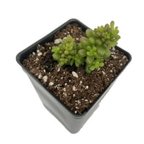 Princess Pine Succulent Plant - Crassula muscosa - 2.5" Pot - Walmart.com