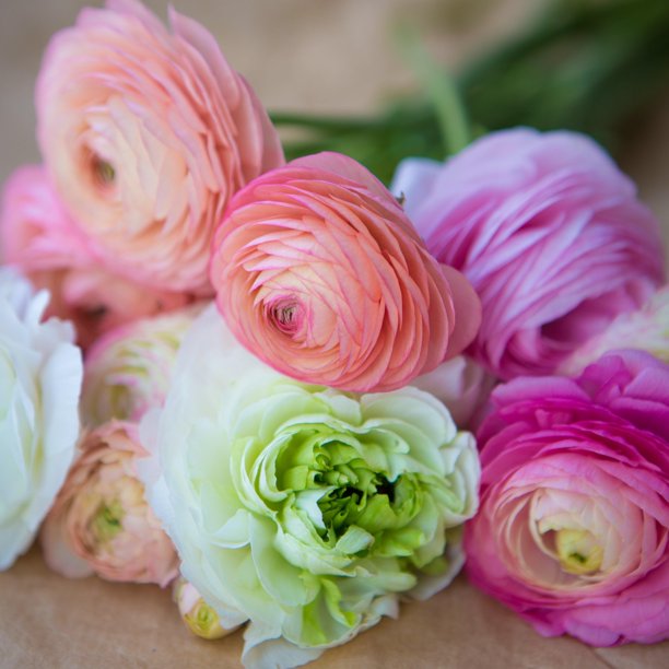 Ranunculus Tecolote Collection 'Pastel' (Flower Bulbs) - Walmart.com