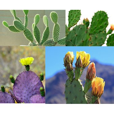 50 Silver Torch Cactus Seeds - Cleistocactus strausii Cacti Seeds ...