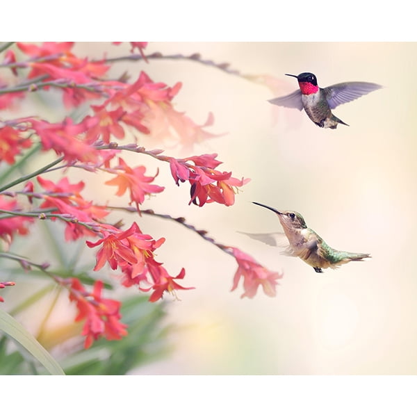 Wall Rogues Humming Birds Wall Mural - Walmart.com