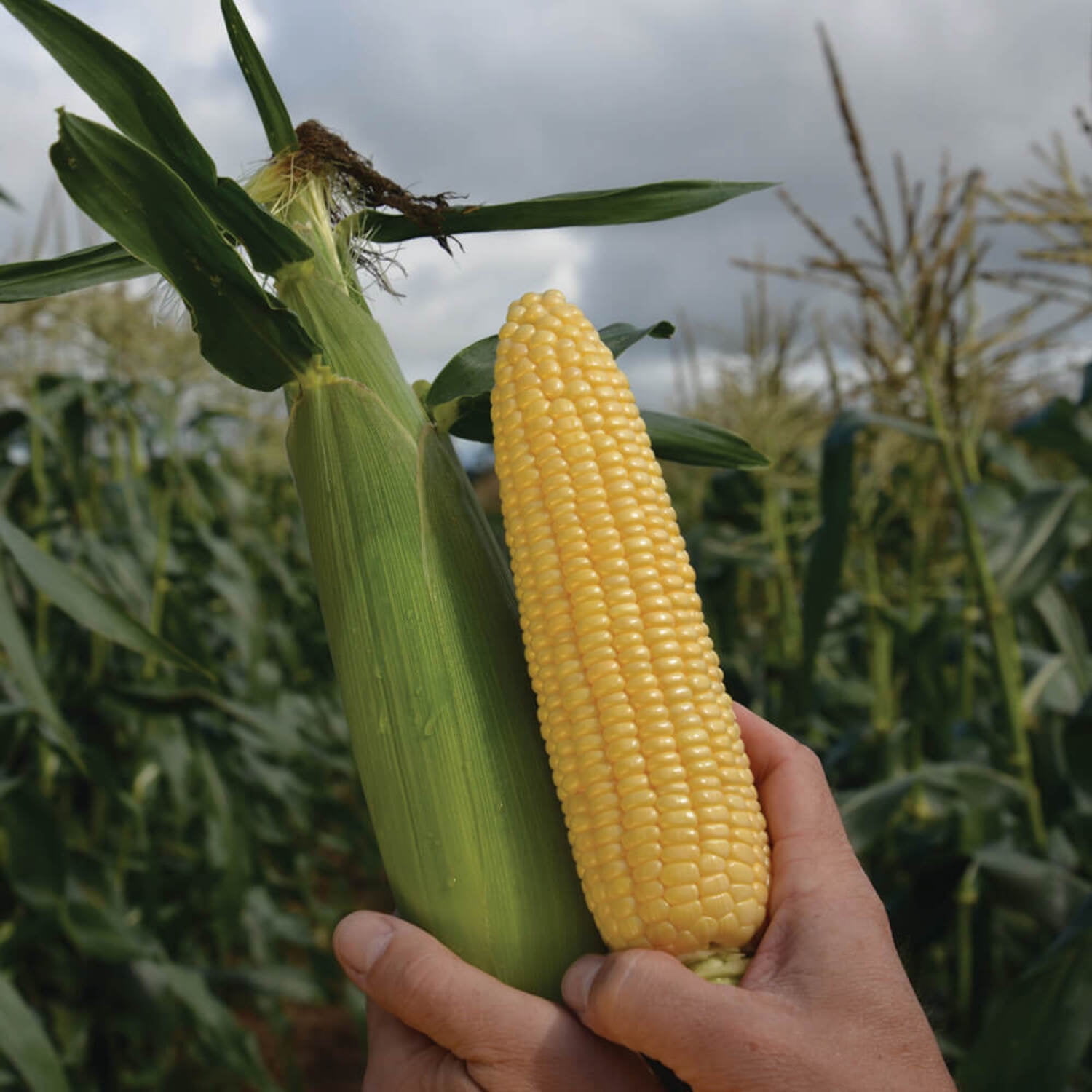Sweet Corn Elle F1 Seed - Walmart.com