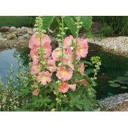 Perennial Alcea Rosea Halo Apricot Hollyhock Garden Flower Seeds - 50 ...