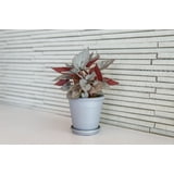 Costa Farms Exotic Angel Plant Live Indoor Multicolor Exotic Angel ...