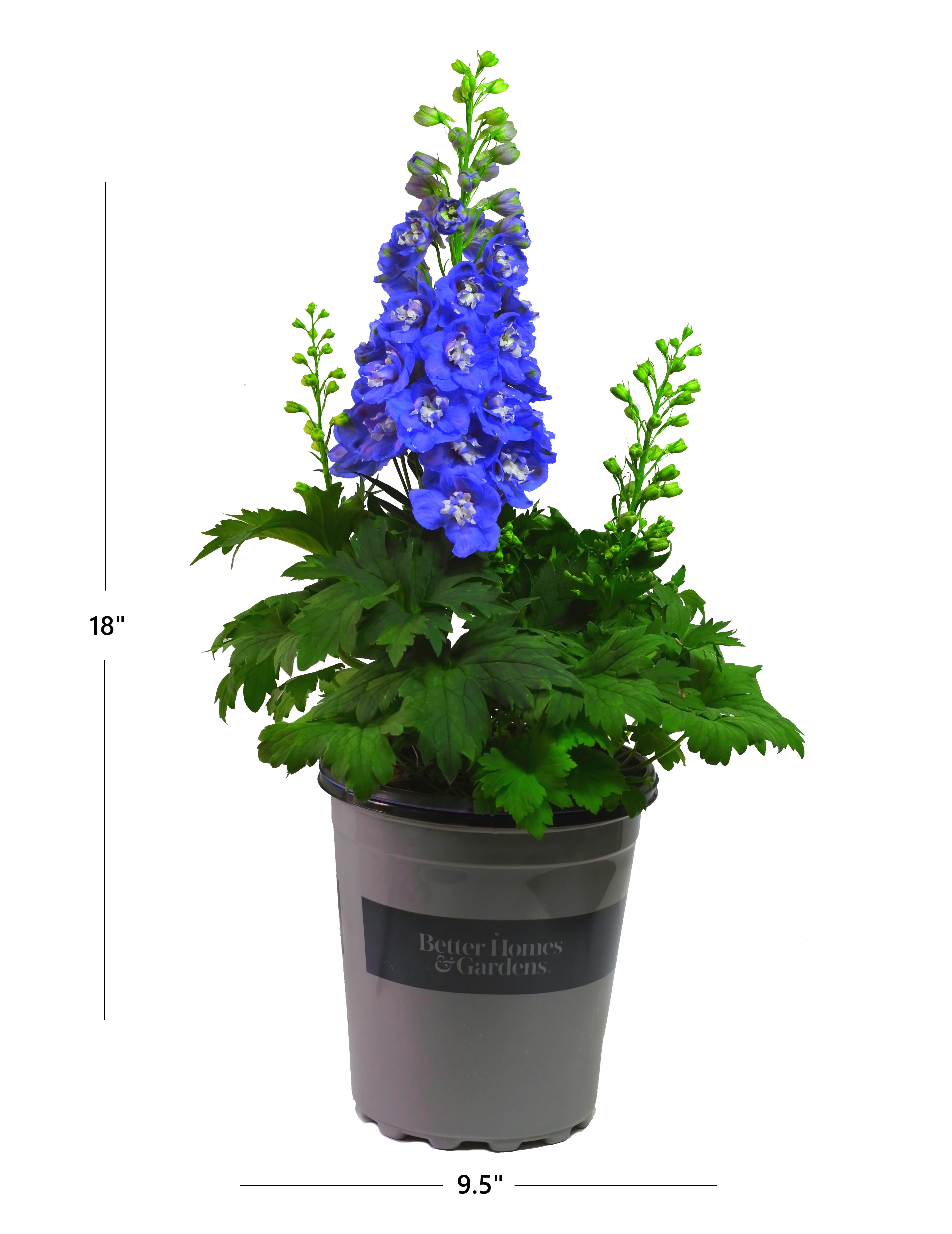 Larkspur Flower Information