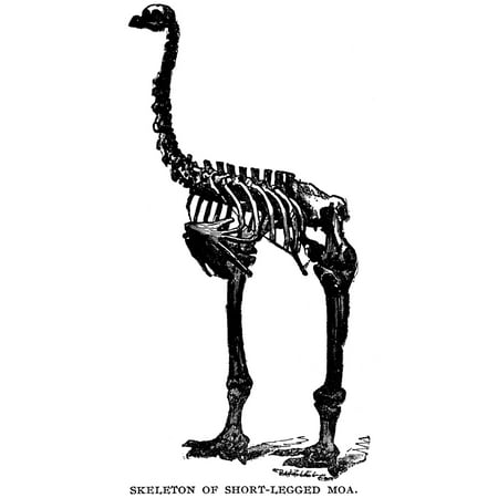 Moa Skeleton. /Nskeleton Of A Moa (Dinornis), An Extinct Flightless ...