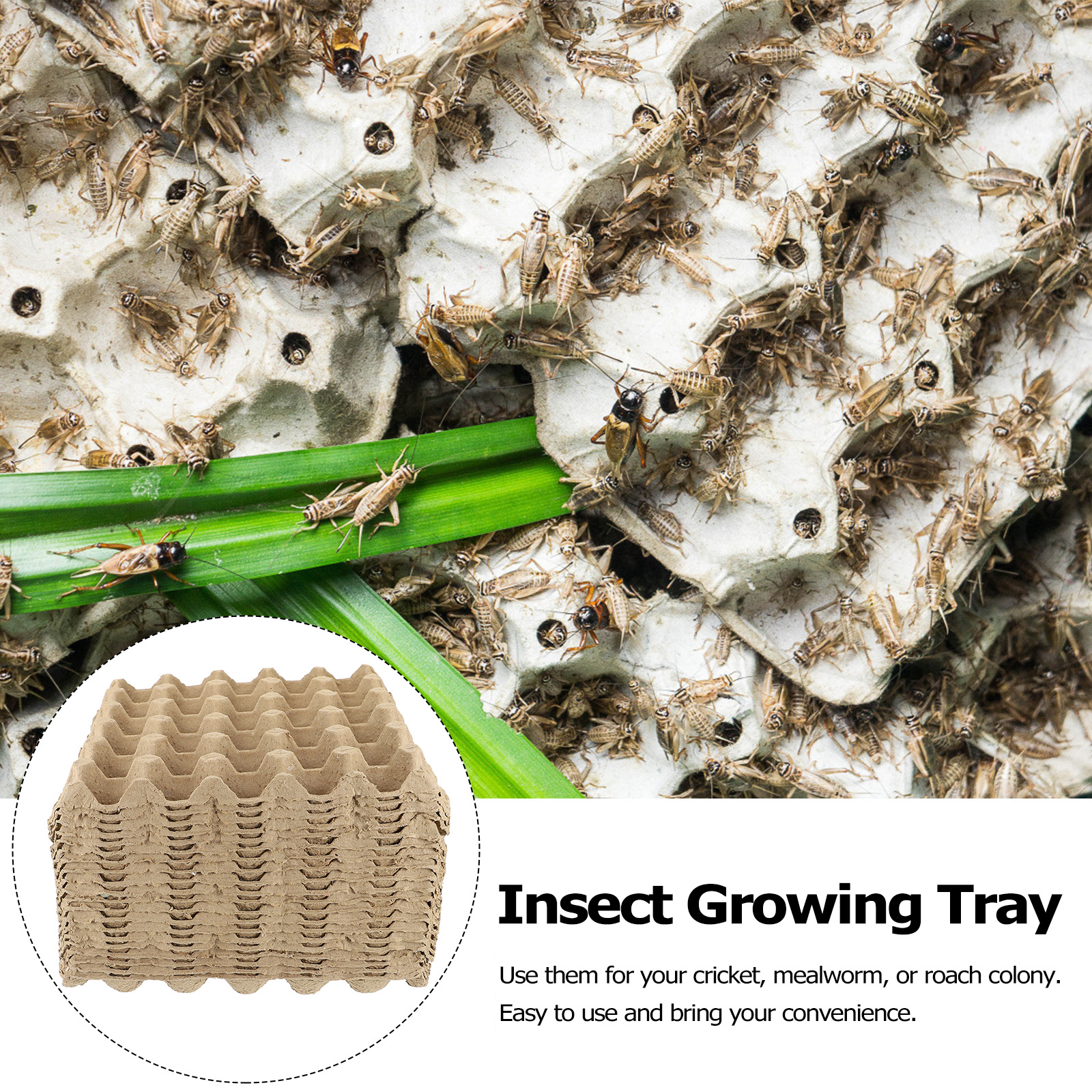 Buy 20pcs 30-Hole Biodegradable Pulp Egg Flats Insect Larva Colony for ...