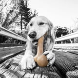 Petmate Zombie BarkBone Stick Nylon Dog Bones Chew Toy Cheese Flavor, 6 ...