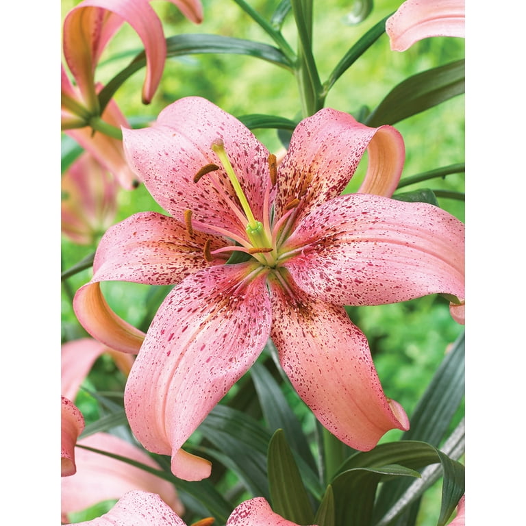 Bright Pink Lilies