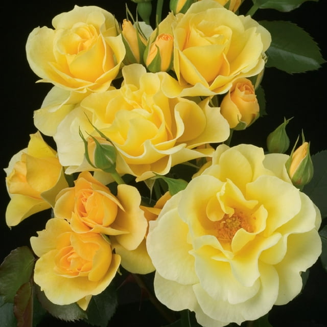 Sky's The Limit Climbing Rose by Heirloom Roses - Yellow Climbing Rose ...