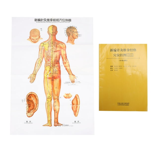 Acupuncture Model Chart,Human Acupuncture Model Large Acupoint ...