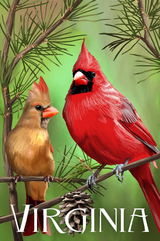 Virginia, Cardinal in Summer (16x24 Giclee Gallery Art Print, Vivid ...