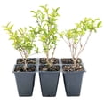 6 Lodense Privet Plants in 3.5" Cubes | Live Compact Evergreen Shrub ...