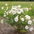 Climbing Roses Live Plants, Fragrant Climber Rose for Garden, 4 to 10 ...