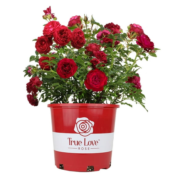 True Bloom Roses - Walmart.com