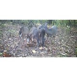 Manna Pro Acorn Rage Blocks Deer Attractant - Walmart.com