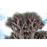 10 DRAGON TREE Dracaena Draco Canary Island Drago Blood Asparagus Yucca ...