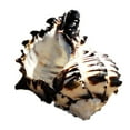 Ocean Conch Large Natural Sea Shells for DIY Crafts Seashell Collectors ...
