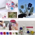 5 Packs of 140 Pressed Dried Flowers and Leaves Real Natural Dried ...