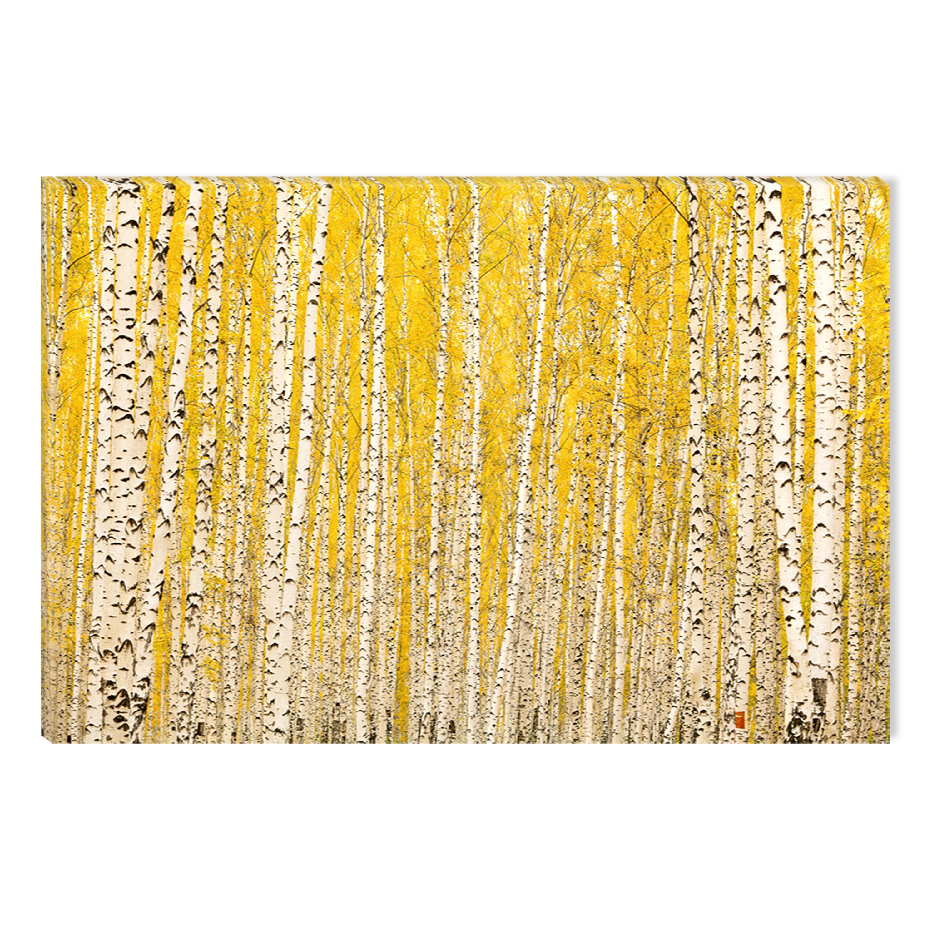 Startonight Canvas Wall Art White Yellow Tree Forest Nature, Dual View ...