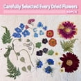 A4 Large Dried Pressed Flowers for Resin Real Dry Natural Flowers ...