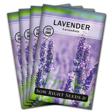 Lavender Seeds to Grow | 100+ Seeds | Grow This Fragrant Spice in Your ...