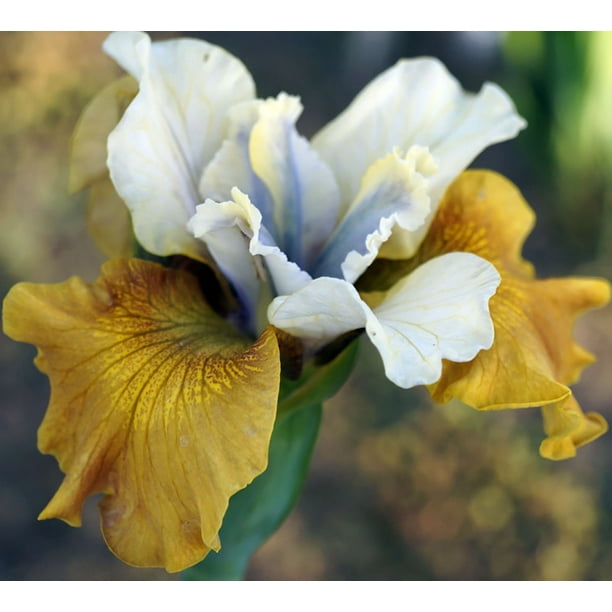Colonel Mustard Siberian Iris Naturalizes Well 4 Pot