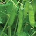 Burpee Oregon Sugar Pod II Pea Vegetable Seed, 1-Pack - Walmart.com