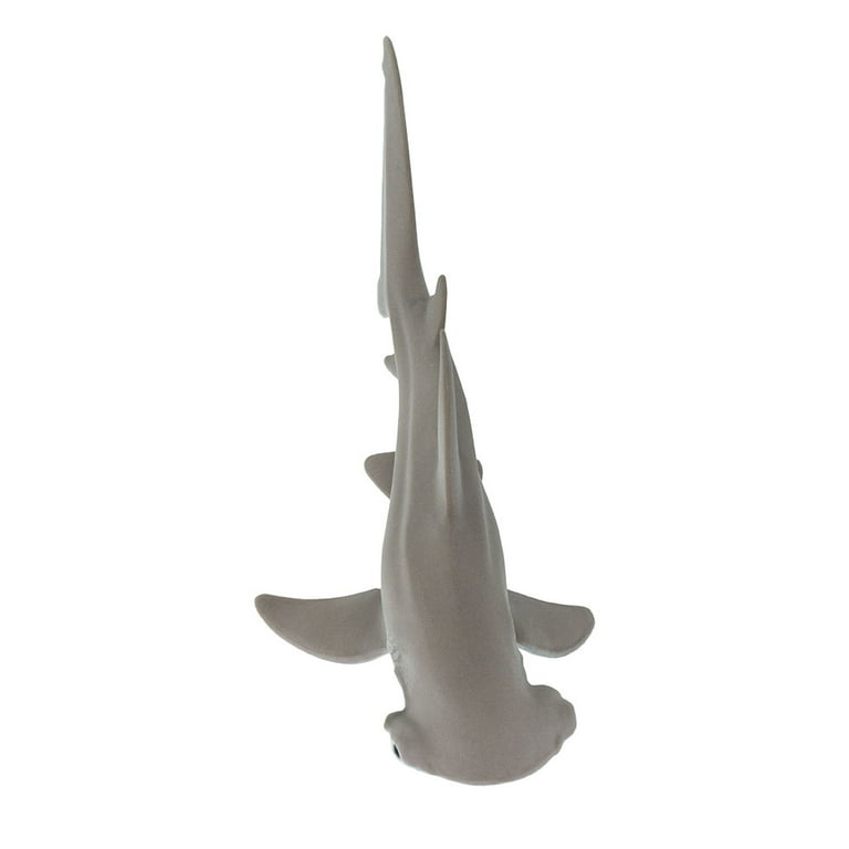 Baby Bonnethead Shark