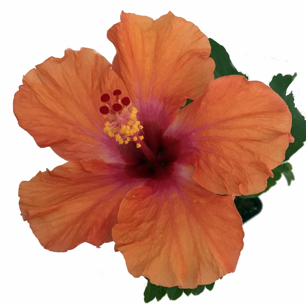 Starlette Hollywood Hibiscus Plant - 4" Pot - Indoors or Out - Walmart.com