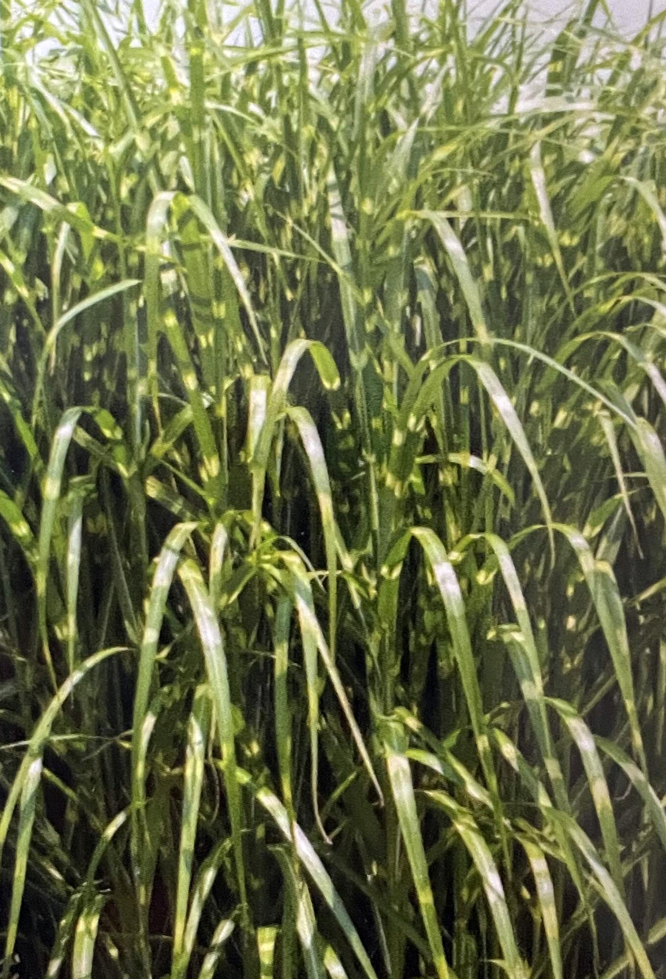 High Frequency™ Maiden Grass Perennial - Miscanthus - 4" Pot - NEW ...