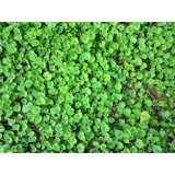 1000 DICHONDRA Repens aka Lawn Leaf Flower Evergreen Ground Cover Seeds ...