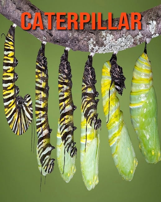Fascinating Facts About Caterpillars