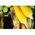 Bantam Sweet Corn Seeds for Planting - America's Favorite Sweet Corn ...
