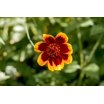 Seedville USA, Double Deuces Godetia Flower Seeds, Mixed Colors, 500 ...