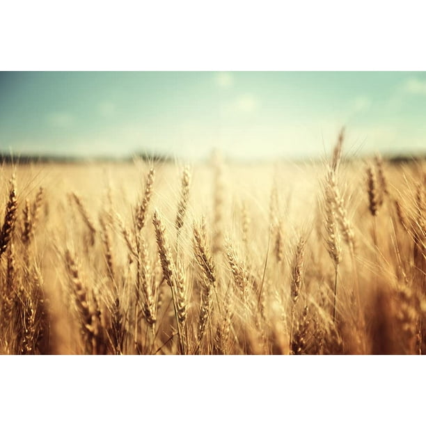 2 Lbs Wheat Cover Crop Seeds - Non-GMO Rye - Deer & Turkey Food Plot ...