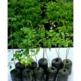 Moringa Trees 10 Pack Includes Moringa Seeds - Pkm1 Variety - Walmart ...