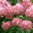 Van Zyverden Hydrangea Peegee Pink (1 Dormant Bare Root) Partial Sun, Pink, Perennial - Walmart.com