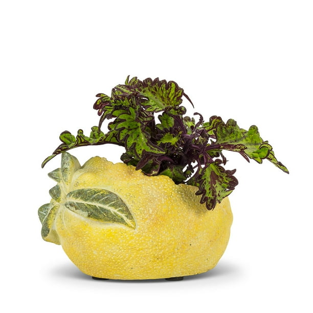 Set of 1 Lemon Planter - Walmart.com