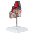 Axis Scientific Heart Model, Transparent 2-Part Deluxe Life Size Human ...
