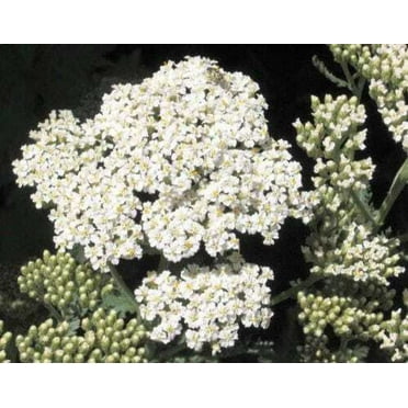 500 Mixed Summer Yarrow Achillea Millefolium Herb Flower Seeds ...