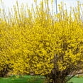 Lynwood Gold Forsythia 4 In. Potted Deciduous Yellow Flowering Shrub (1 ...