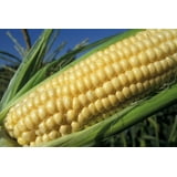 Seedville USA, 100 Iochief Yellow Sweet Corn Seeds, Zea Mays, Golden ...