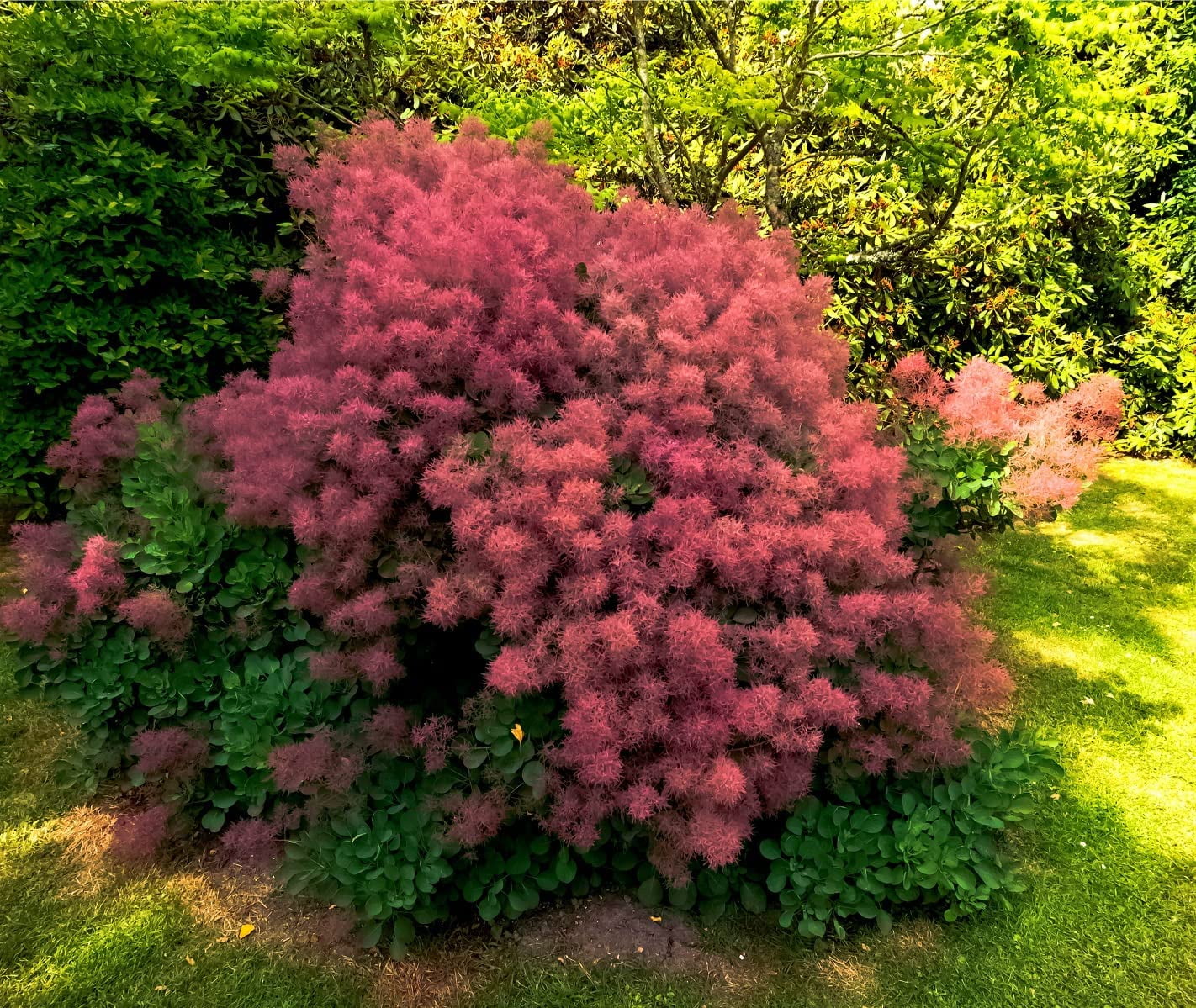 Smoke Tree Seeds for Planting - 40 Seeds to Grow of Cotinus coggygria ...
