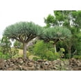 Dragon Tree Seeds to Grow - 10 Seeds - Dracaena Draco Seeds for ...