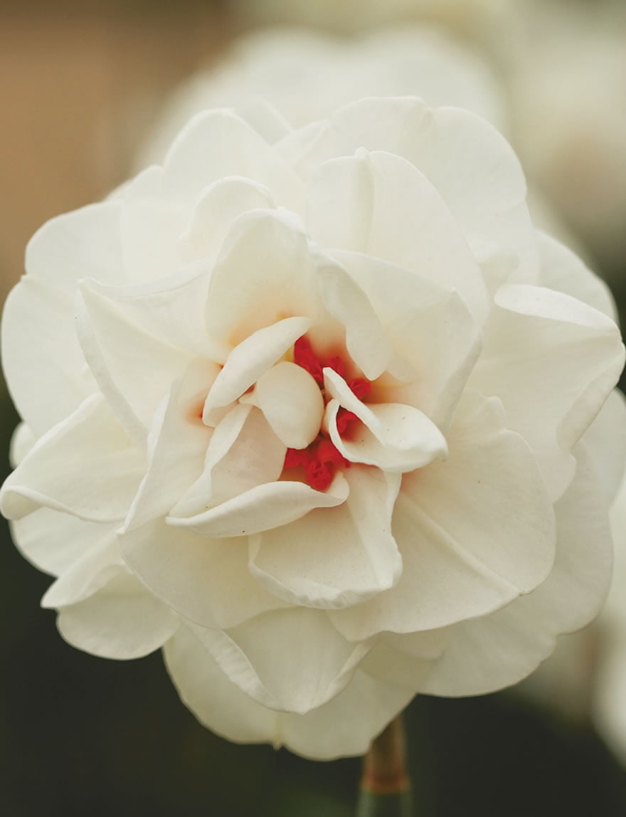 Acropolis Narcissus/Daffodil 8 Bulbs - 14/16 cm Bulbs - Double ...