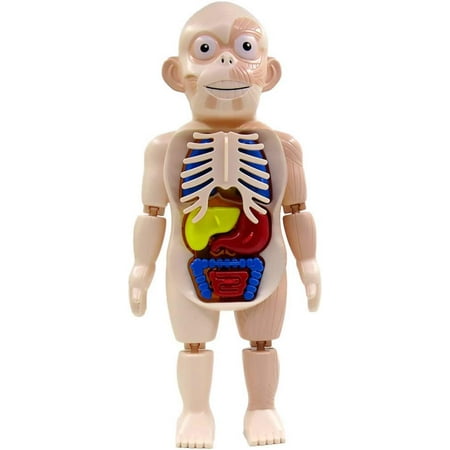 1 Set Human Body Model for Kids High Human Torso Anatomy Model with ...